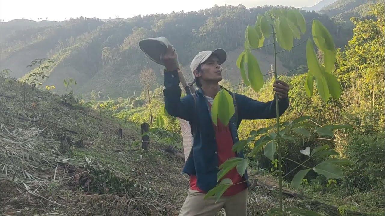 Luaj nroj ntoo yas sab kawg li os (Ntoo yas loj2 lawm). - YouTube