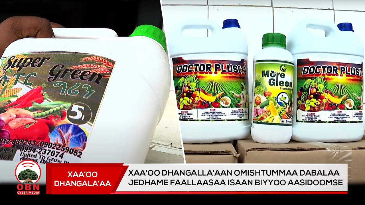 Xaa'oo Dhangala'aan Omishtummaa Dabalaa jedhame faallaasaa isaan biyyoo ...