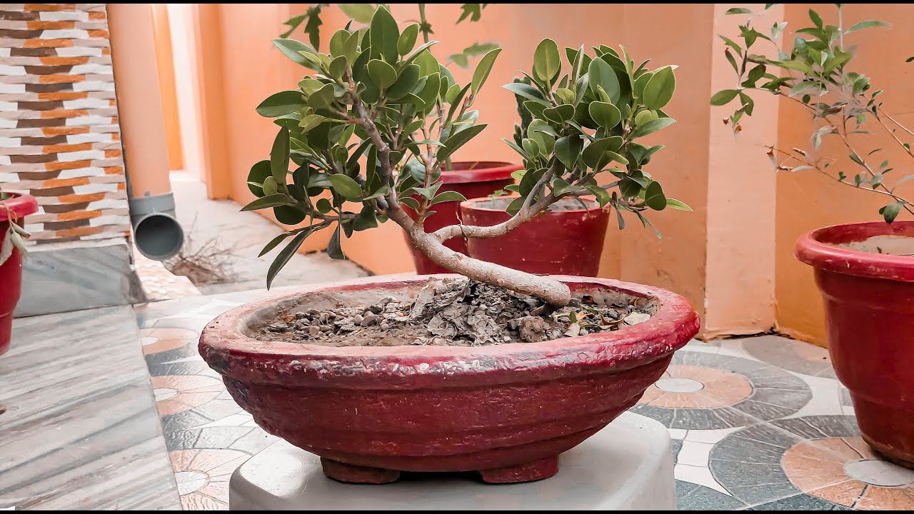how to make a DIY bonsai pot - YouTube
