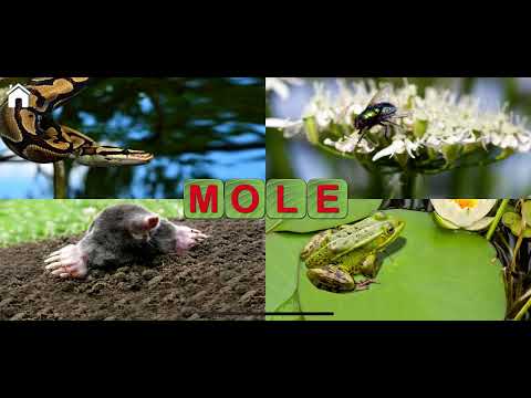 Learn to read and save the animals! - YouTube