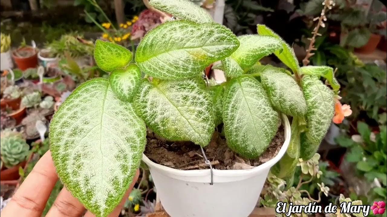 Reto #Plantas con hojas de colores - YouTube