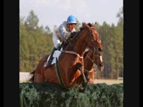 Different Horseback Riding Disciplines - YouTube