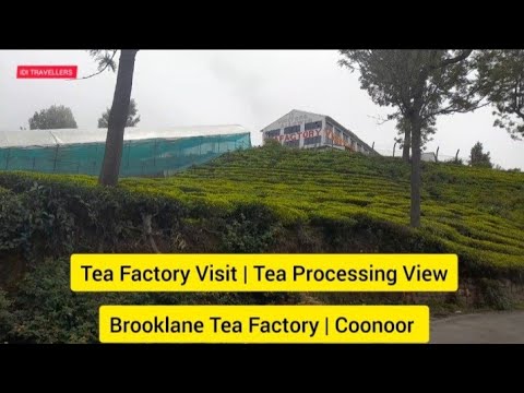 Tea Factory Visit | Tea Processing View | Brooklane Tea Factory ...