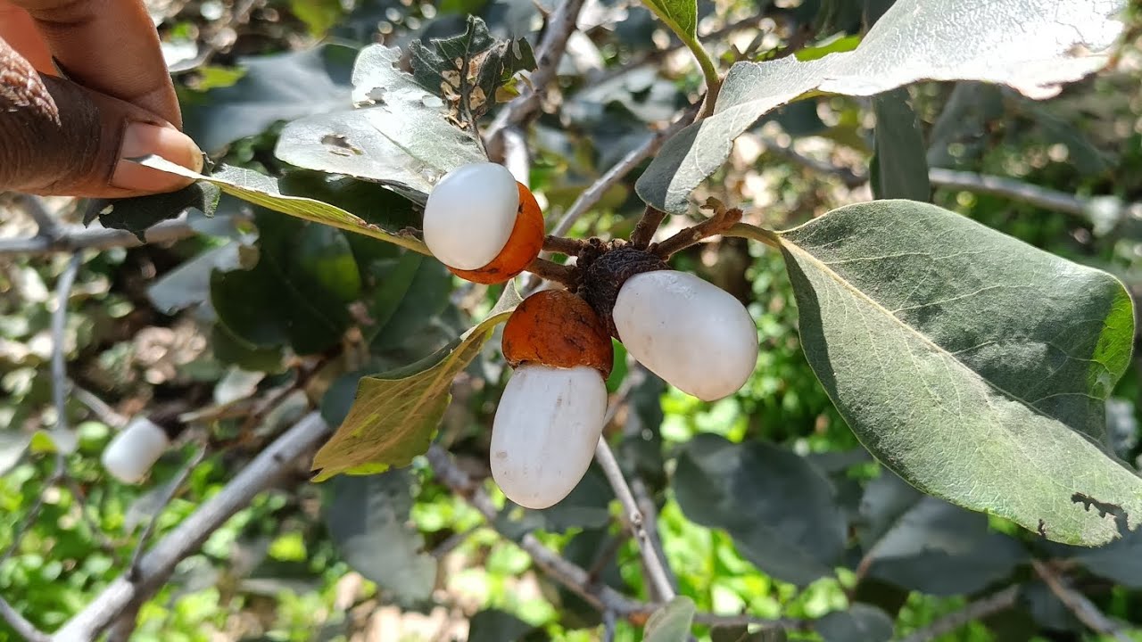 White Biba safed trees 🌲🌲🌲 testing video call test available call 🤙🤙 me ...