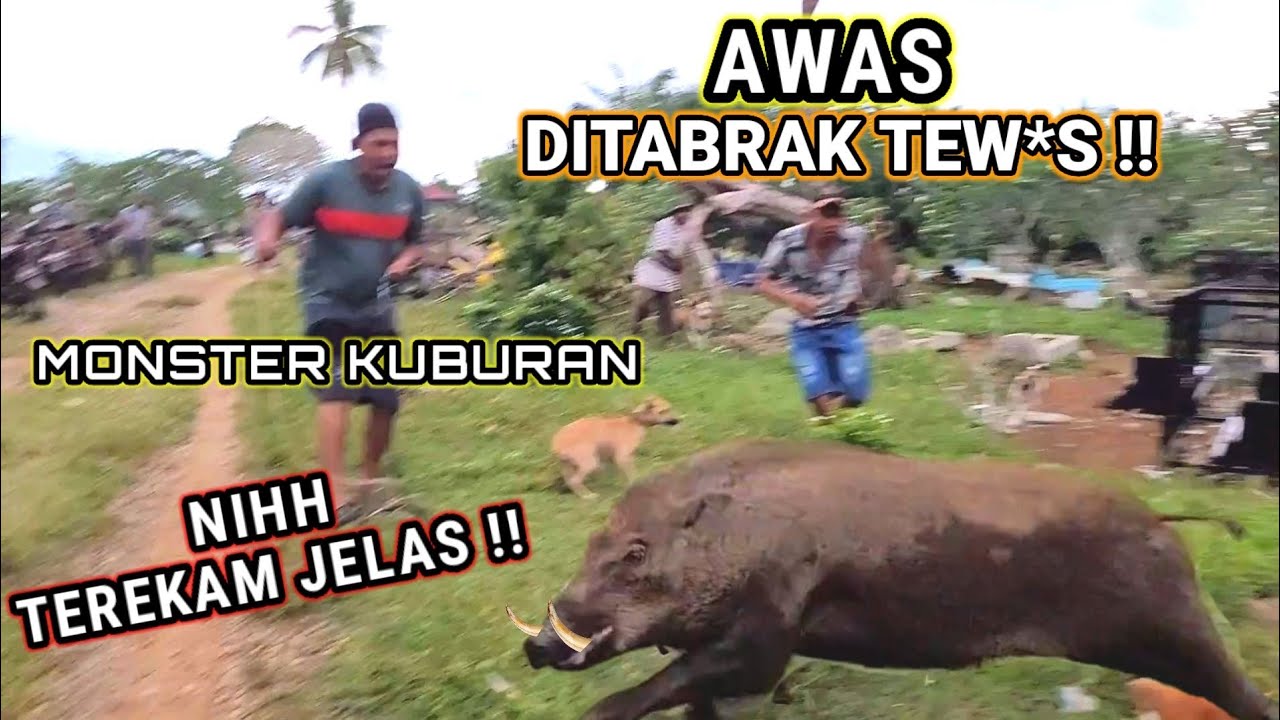 RAJA BABI HUTAN MELINTAS DI DEPAN KAMERA, BERBURU BABI HUTAN BESAR # ...