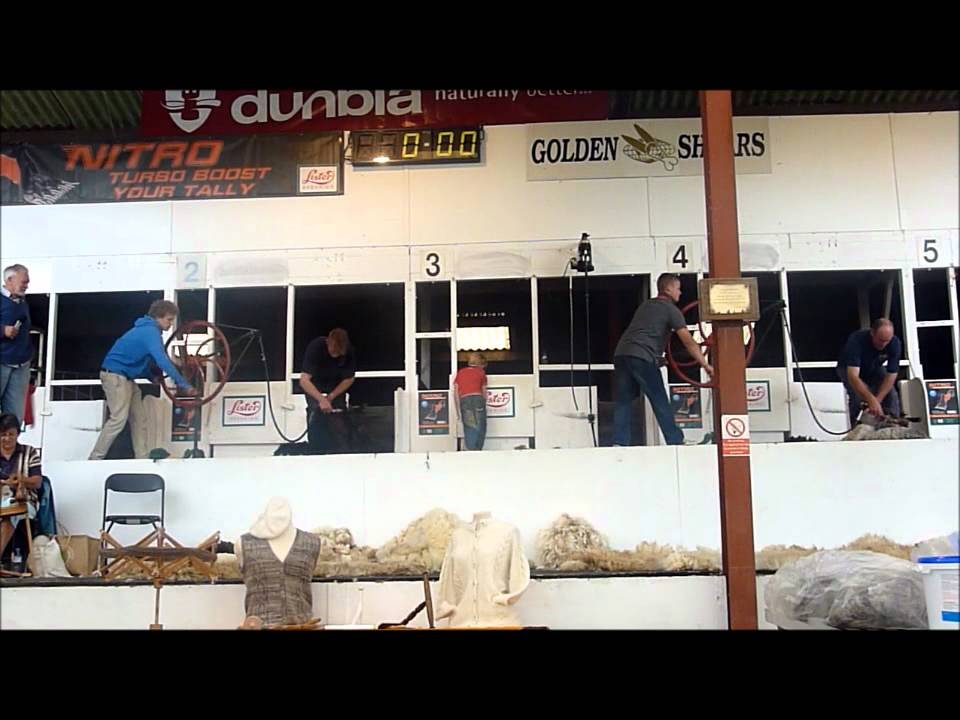 Speed Sheep Shearing! - YouTube