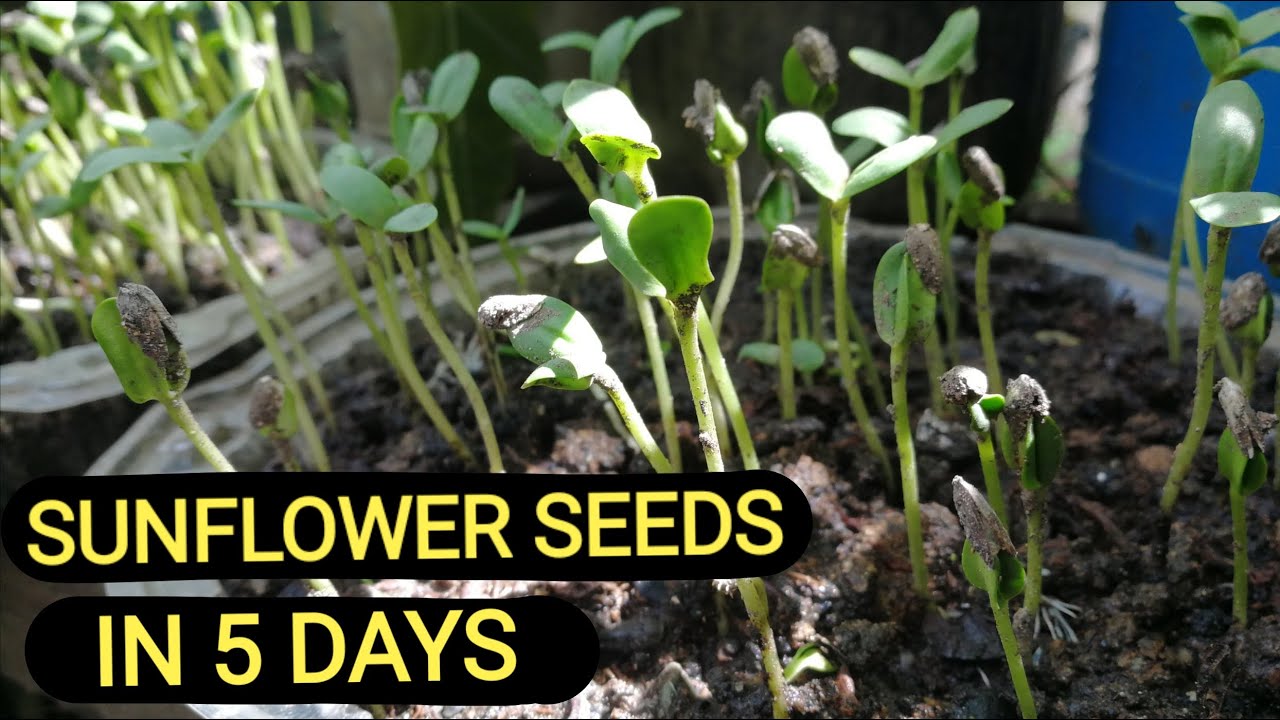 Germinating Sunflower | Sprouting Sunflower Seeds in 5 days - YouTube