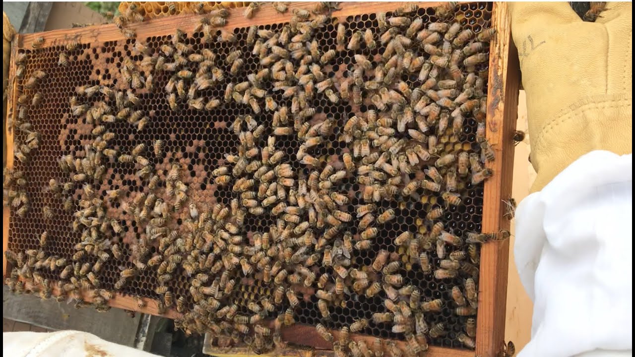 New Bees May 2020 - YouTube
