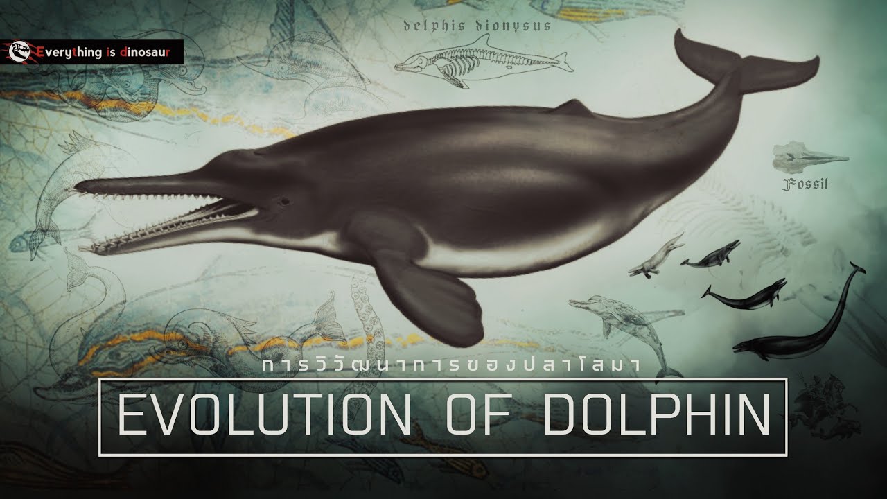 เหล่าเพชฌฆาตแห่งท้องทะเลโบราณ Evolution of Dolphin - YouTube