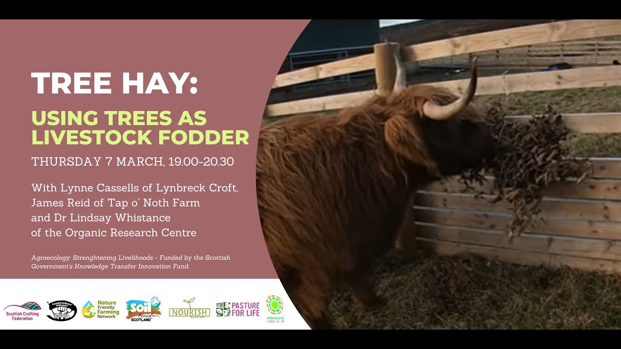 Tree hay – using trees as livestock fodder - YouTube