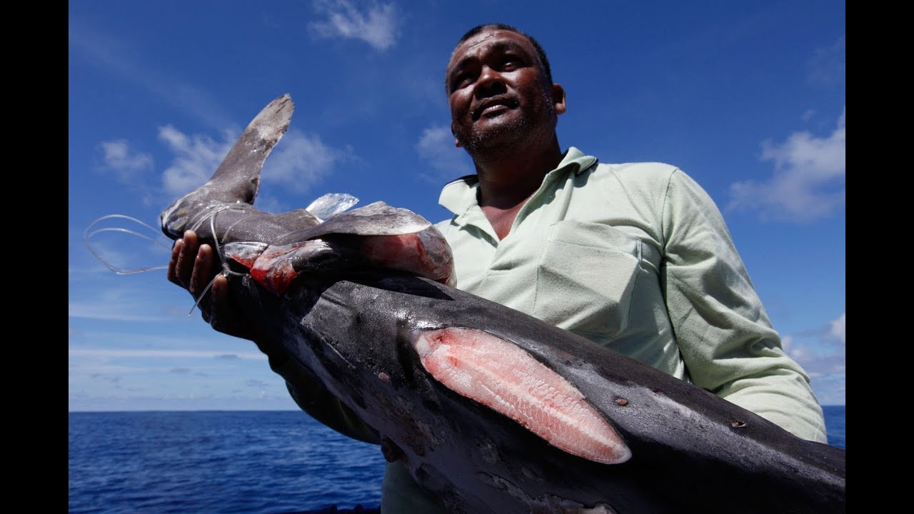 The harsh reality of longline fishing - YouTube