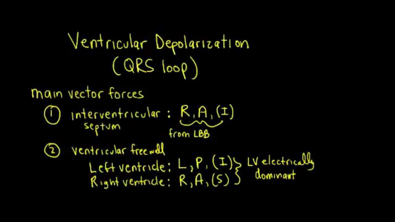 Schneid Guide to Vectorcardiography: the QRS Vector Forces - YouTube