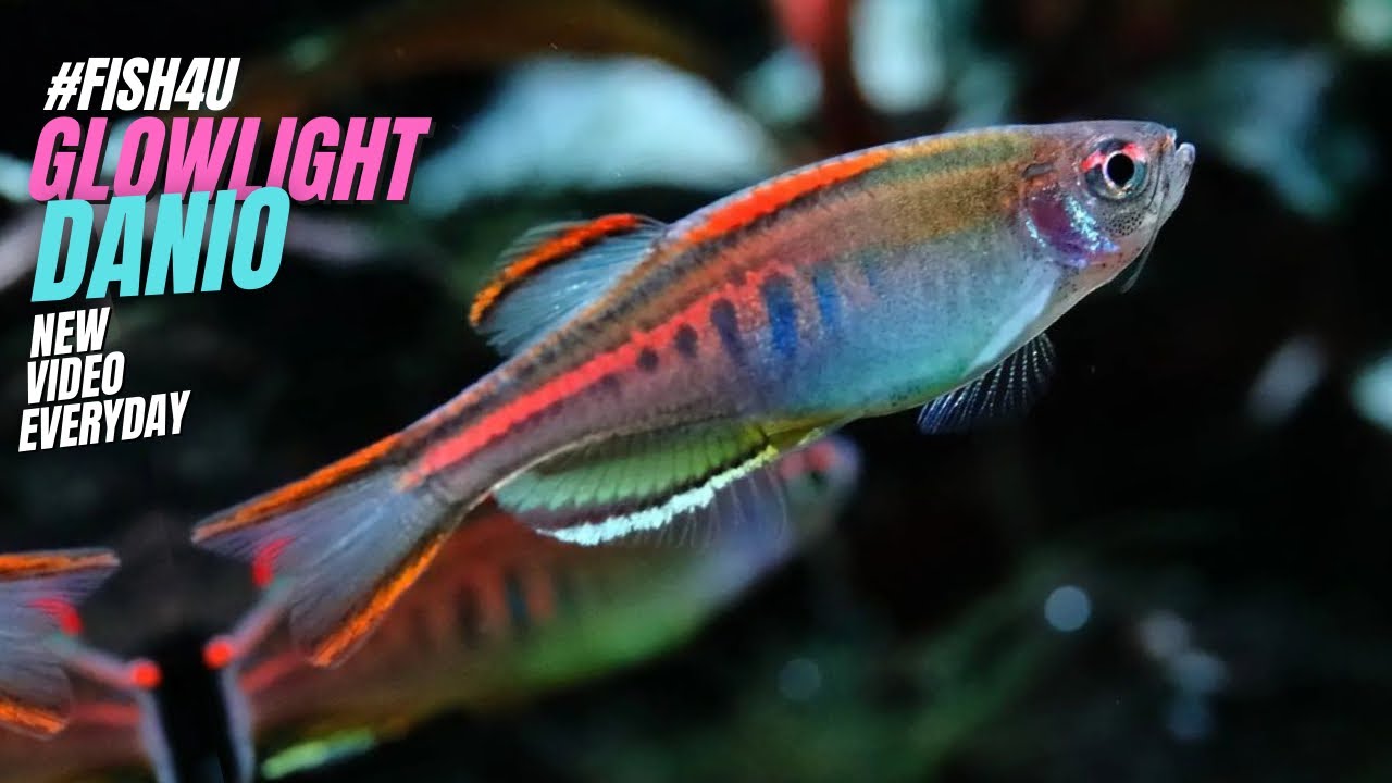 "Glowlight Danio: The Stunningly Patterned Sibling of Zebra Danio! 🌈🐟 #FISH4U" - YouTube