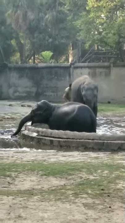 Two elephants lives - YouTube