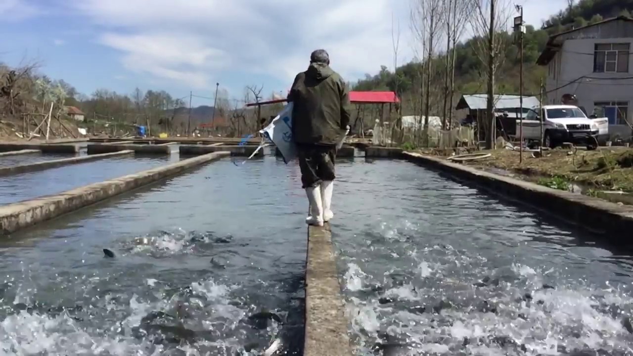 غذا دادن به ماهى غزل آلا feeding the fish Ghazal alla - YouTube