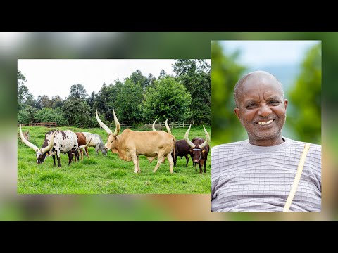 The story of Rutinywa Rugeyo, a lifetime guardian of Rwanda’s Inyambo legacy