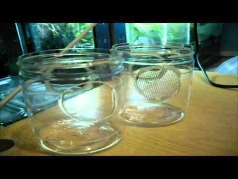Homemade Spiderlings Enclosures. - YouTube