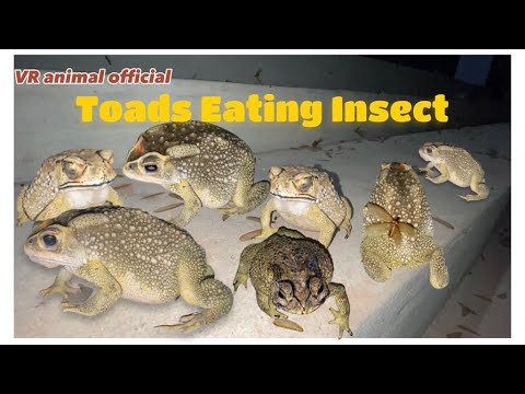 The Toads Eating Insect - YouTube