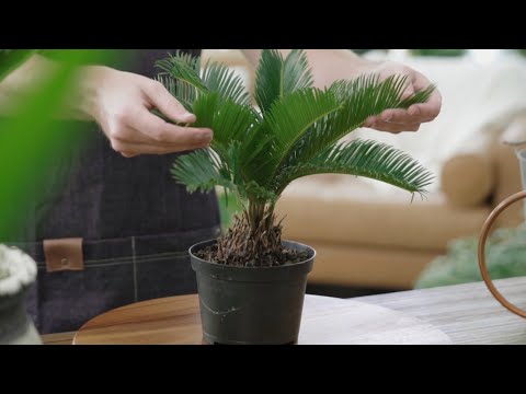 How To Care For A King Sago Plant