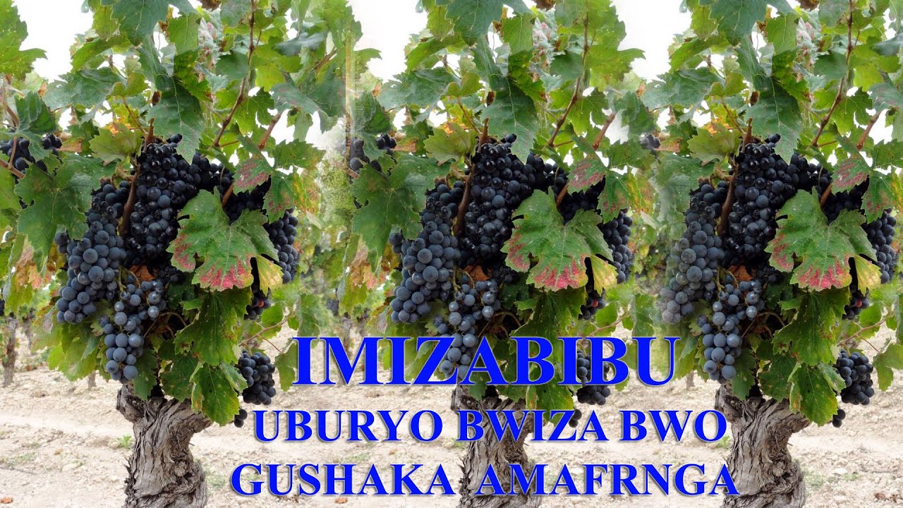 HUYE: Waruziko igihingwa cy'imizabibu utagitandukanya n' imashini ikora ...