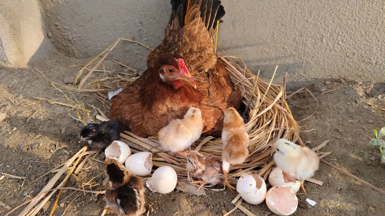 hen hatching eggs 21 days for chick // hen eggs harvesting for baby ...
