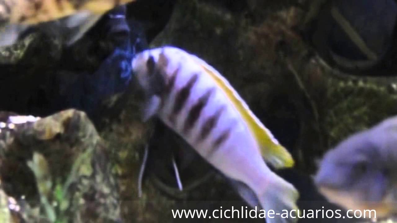 Maylandia zebra red top Mphanga (emmiltos) - YouTube