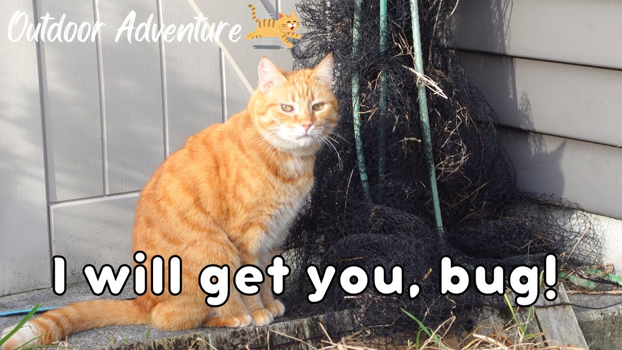 My cat went into hunting mode! 狩りモードに入った猫 (日本語CC) - YouTube