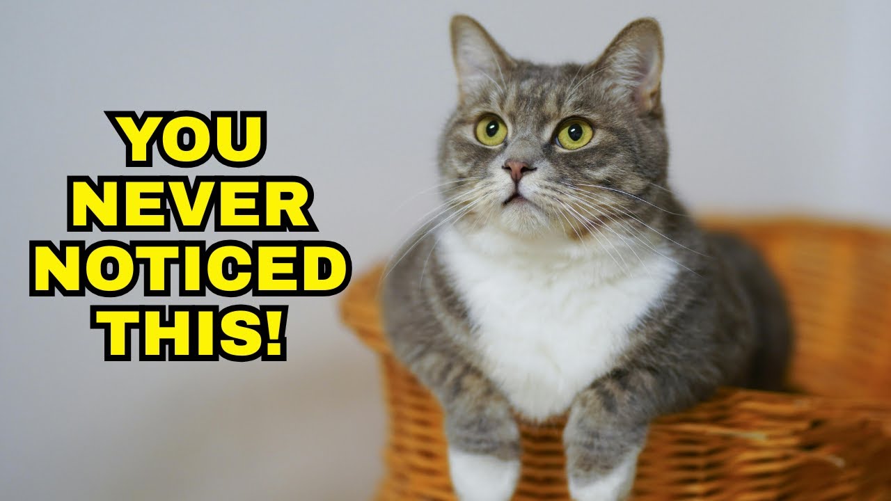 What Is Your Cat Thinking? 5 Signs You Never Noticed! - YouTube