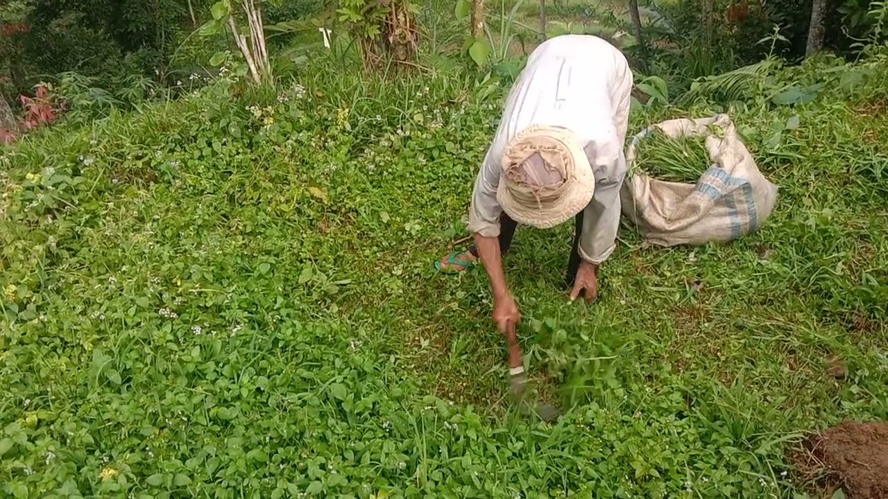 cara memotong rumput manual - YouTube