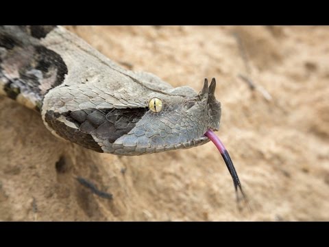 Largest Viper in the world!! - YouTube