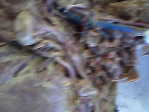 Male cat urinary and reproductive system - YouTube