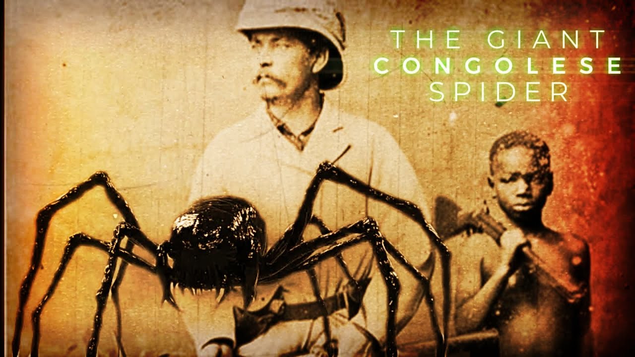 J'ba Fofi - Congolese Giant Spider - Forgotten History - YouTube
