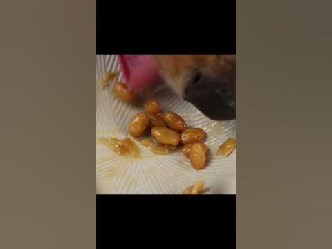 Traditional Japanese Food Natto ASMR Dog Eating Sounds #shorts - YouTube