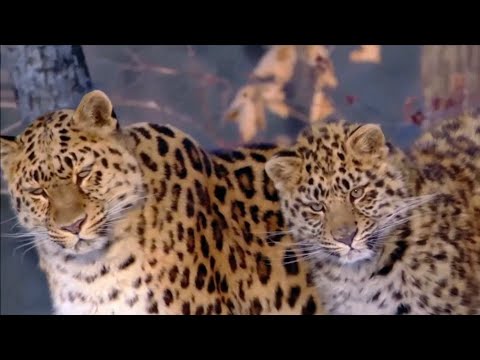 Hudeyfa - Sensin Allahım (2025) Official Video