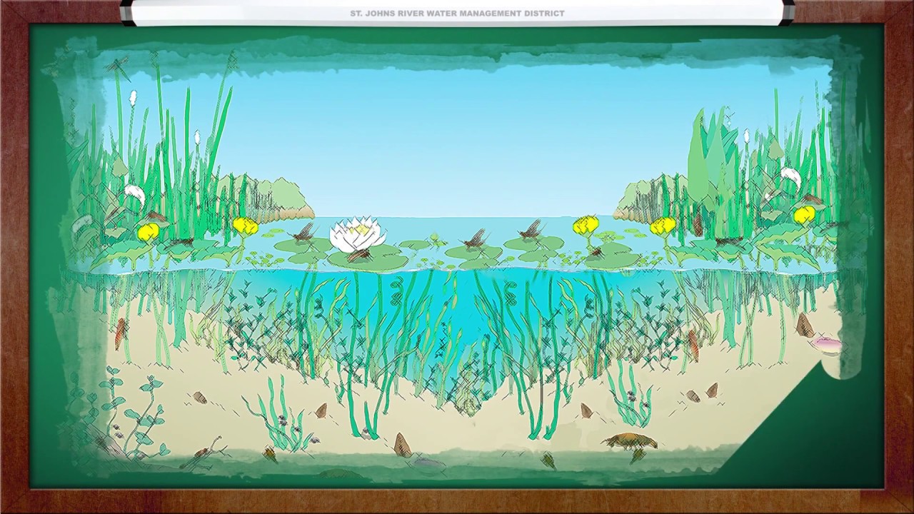 Critters in the water and what they tell us - YouTube