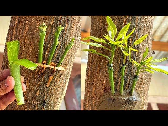 Grafting In Plants Malayalam
