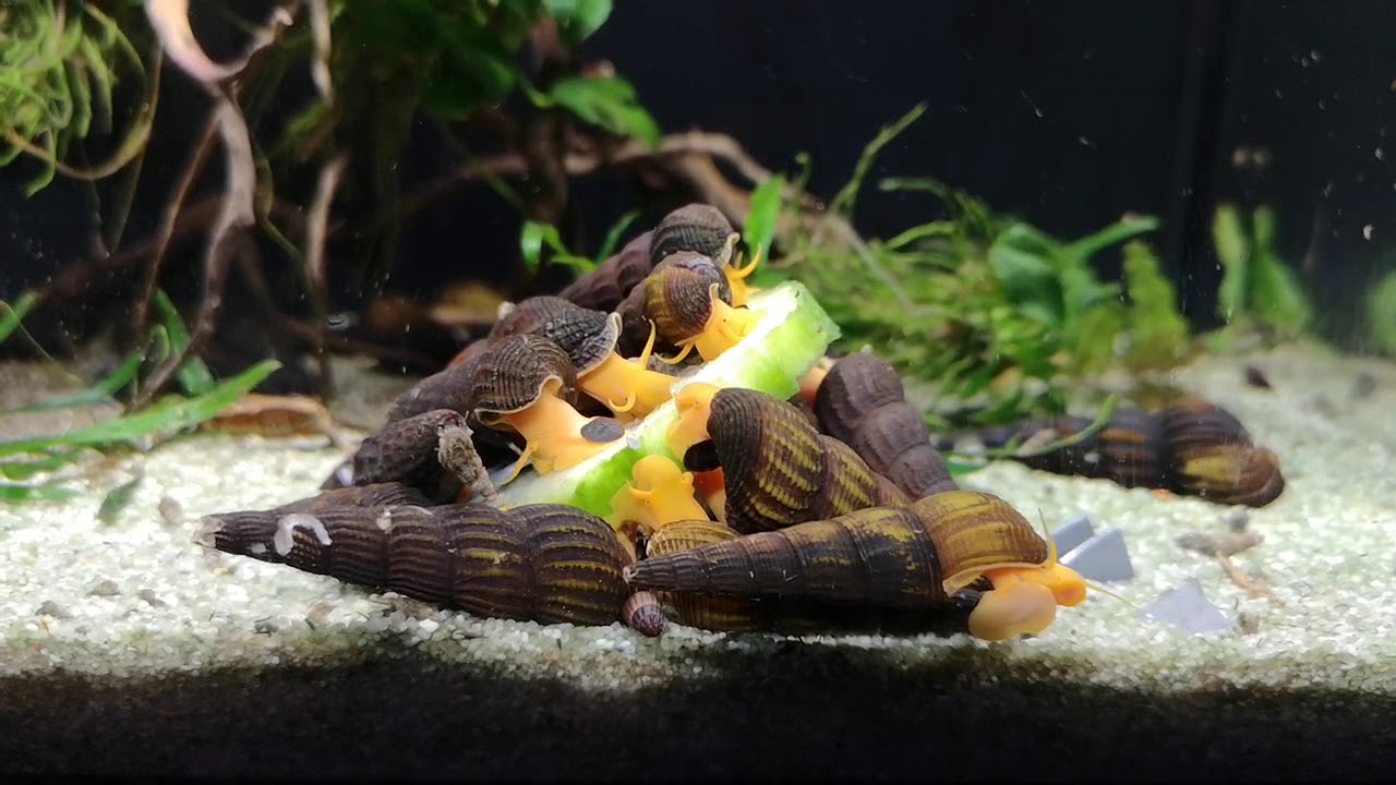 Feeding Rabbit snails on cucumber - YouTube