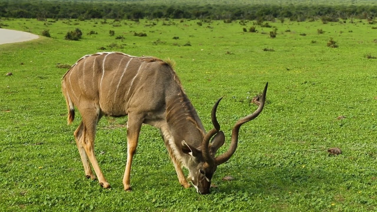 animal video beautiful greenery and animal beautiful animal and amazing ...