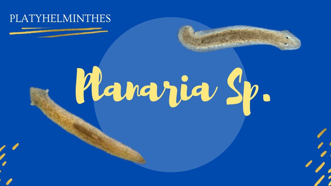 PLATYHELMINTHES : Planaria sp. - YouTube