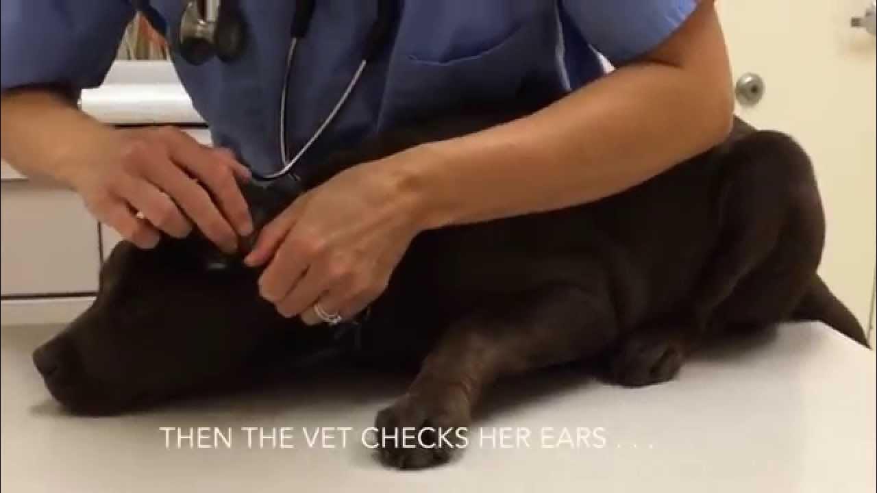 2. Mimi Goes to the Vet (Stories for Young Children) - YouTube