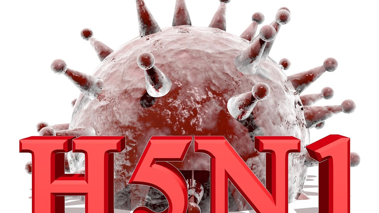 H5N1 Bird Flu Update: How Concerned Am I? - YouTube