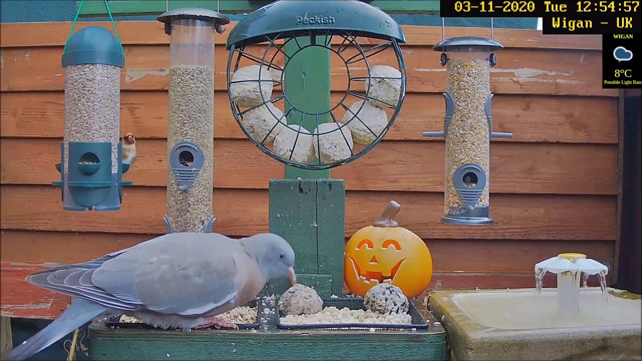 Juvenile Wood Pigeon bullying Collared Doves - YouTube