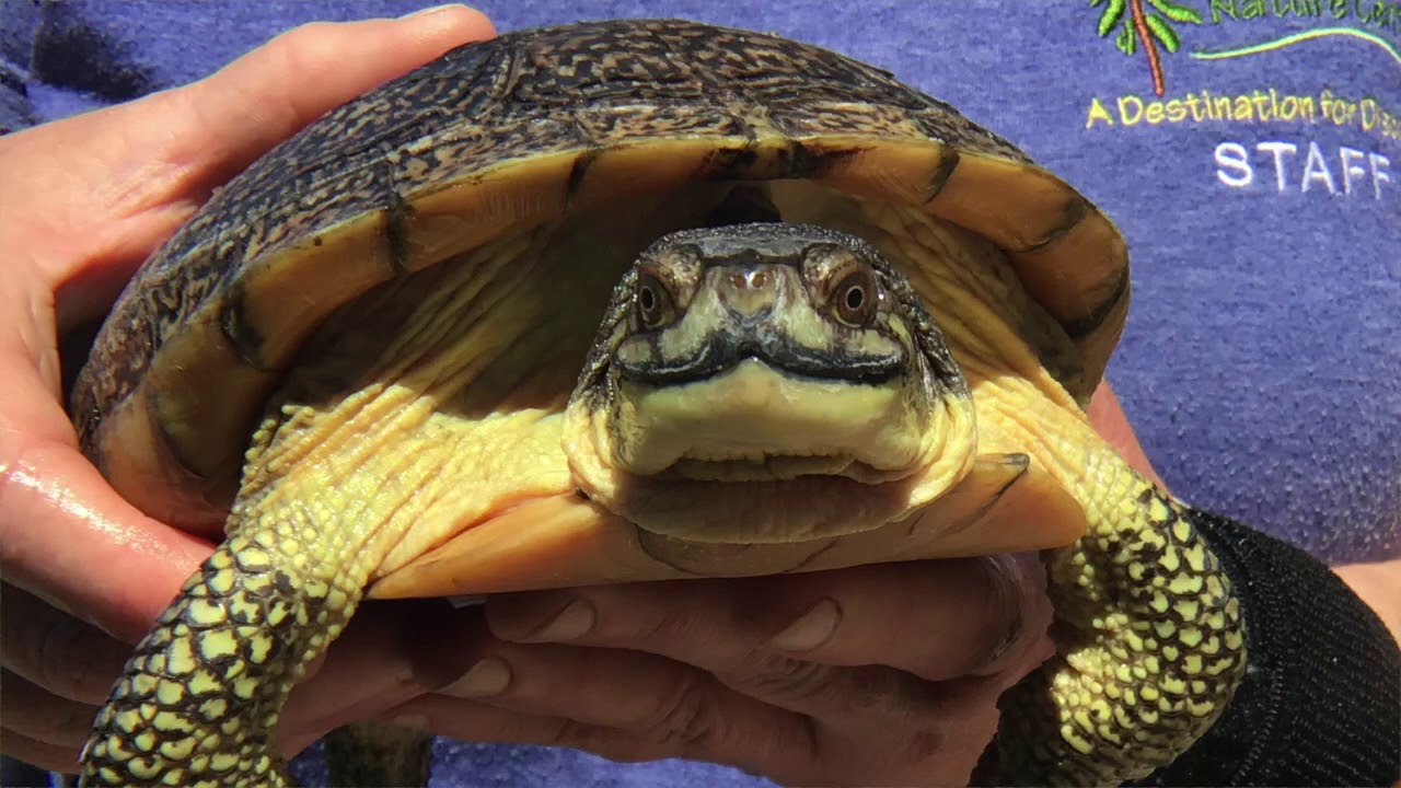 Creature Feature: Two Turtles - YouTube