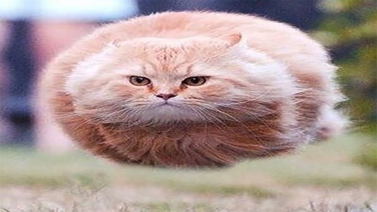 500% FAIL Try Not to LAUGH Challenge IMPOSSIBLE Dank Meme Compilation ... 500% FAIL Try Not to LAUGH Challenge IMPOSSIBLE Dank Meme Compilation ...