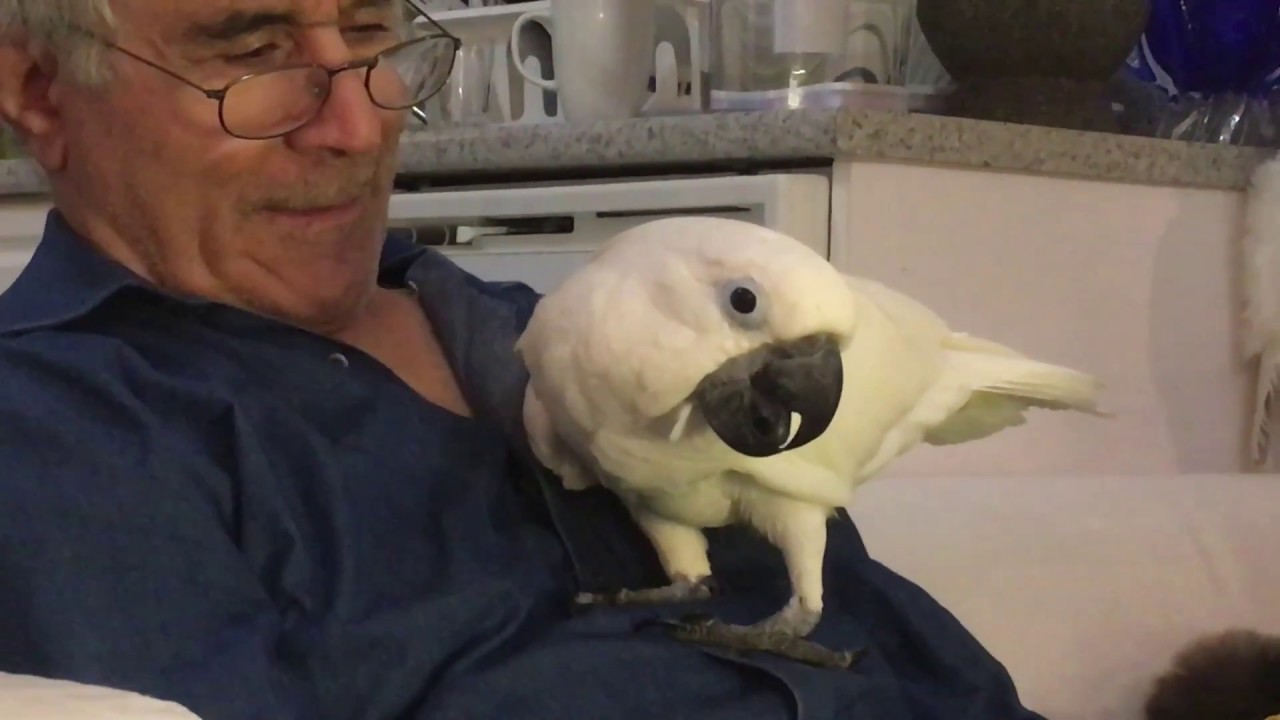 Our little crazy cockatoo acting funny😂😂😂 - YouTube