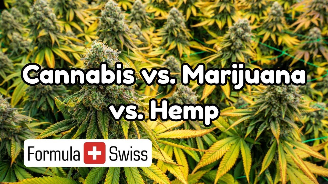 Cannabis vs. Marijuana vs. Hemp: What’s the real difference? 🌿 - YouTube