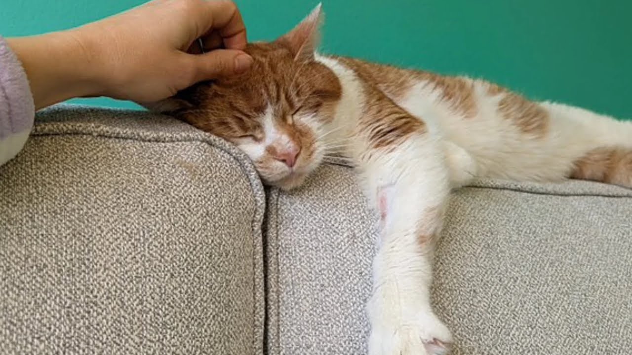 Stray Cat’s Remarkable Transformation into a Beloved Pet - YouTube