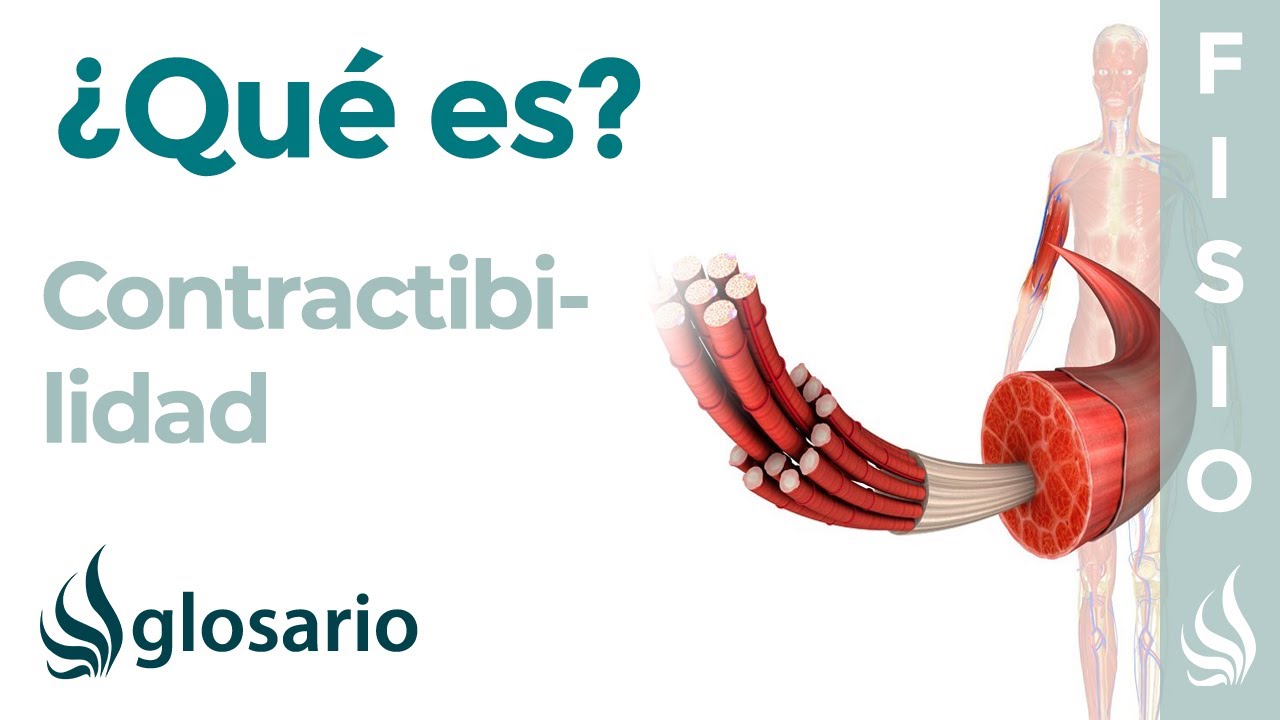 CONTRACTIBILIDAD | Qué es, cómo se produce, que pasa cuándo el músculo ...