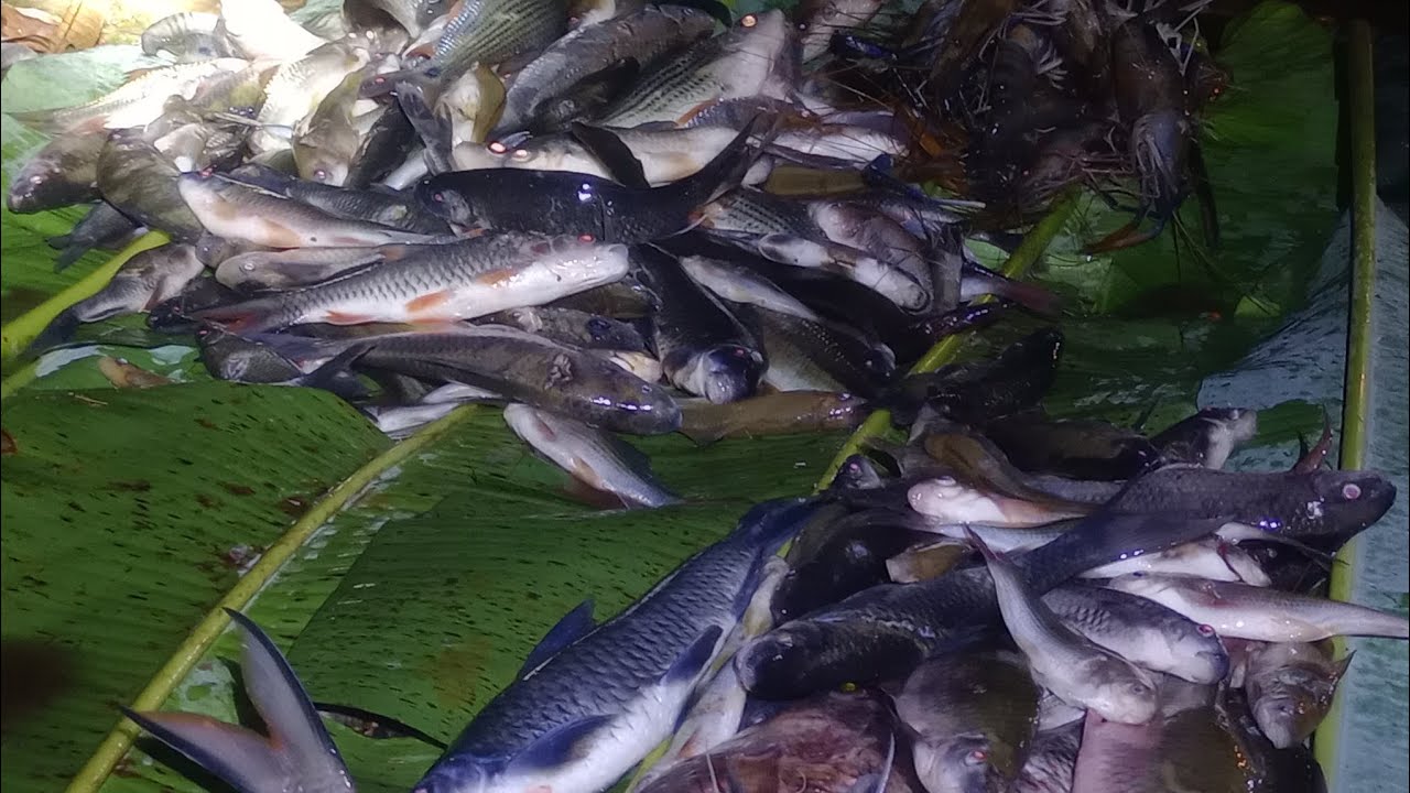 Part 2 menyelam d sungai entabai.ini hasil nya yg luar biasa mantap ...