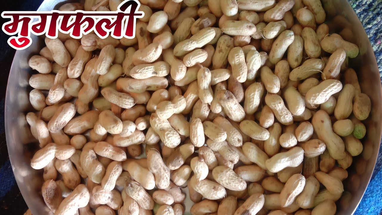 मुगफली इस तरीके से सिखाई करे बहुत ही अच्छी स्वादिष्ट लगेगी!!Mugfali Ki ...